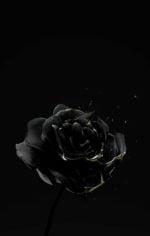 [100+] Black DP for Whatsapp & Instagram (HD)