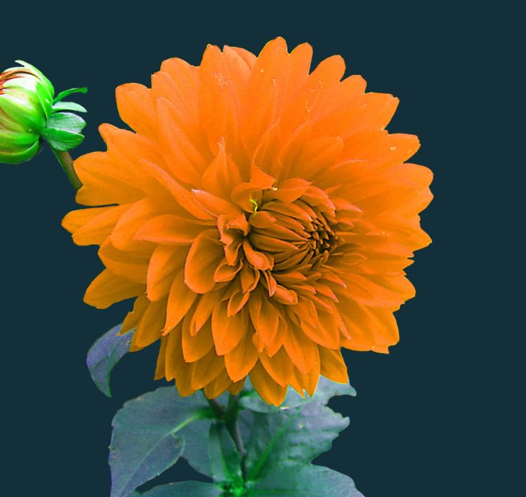 [100+] Flowers DP for Whatsapp & Instagram (HD)