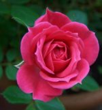 [100+] Flowers DP for Whatsapp & Instagram (HD)