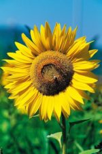 [100+] Flowers DP for Whatsapp & Instagram (HD)