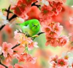 [100+] Flowers DP for Whatsapp & Instagram (HD)