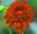 [100+] Flowers DP for Whatsapp & Instagram (HD)