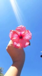 [100+] Flowers DP for Whatsapp & Instagram (HD)