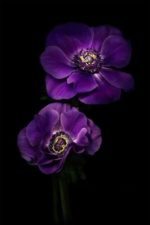 [100+] Flowers DP for Whatsapp & Instagram (HD)