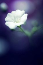 [100+] Flowers DP for Whatsapp & Instagram (HD)