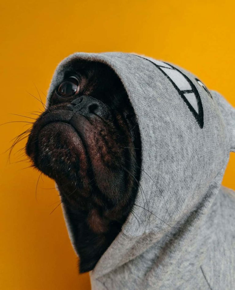 [50+] Funny Whatsapp DP, Images, Pic & Photo (HD)