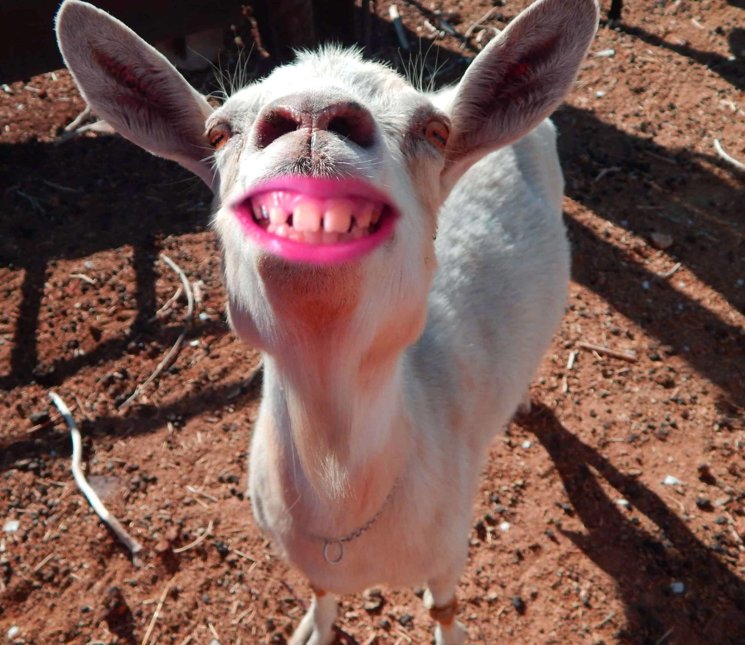 [50+] Funny Whatsapp DP, Images, Pic & Photo (HD)