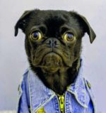 [50+] Funny Whatsapp DP, Images, Pic & Photo (HD)