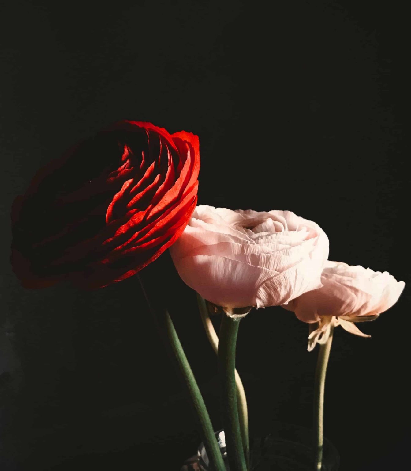 [50+] Rose DP for Whatsapp & Instagram (HD)