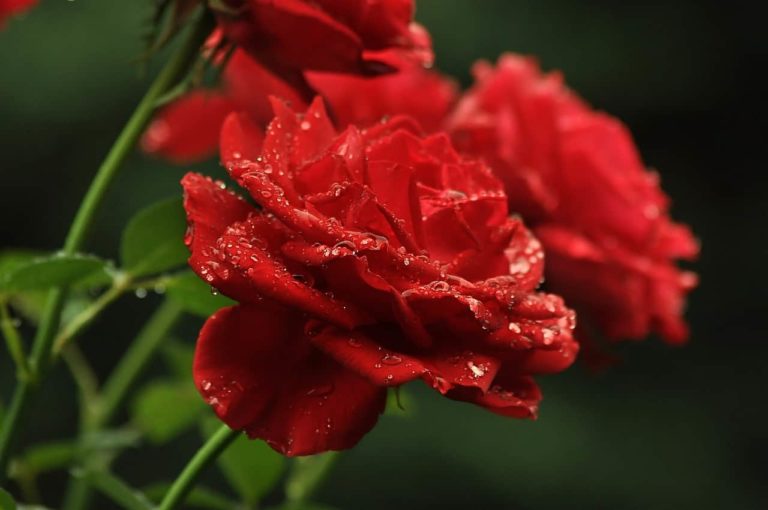 [50+] Rose DP for Whatsapp & Instagram (HD)
