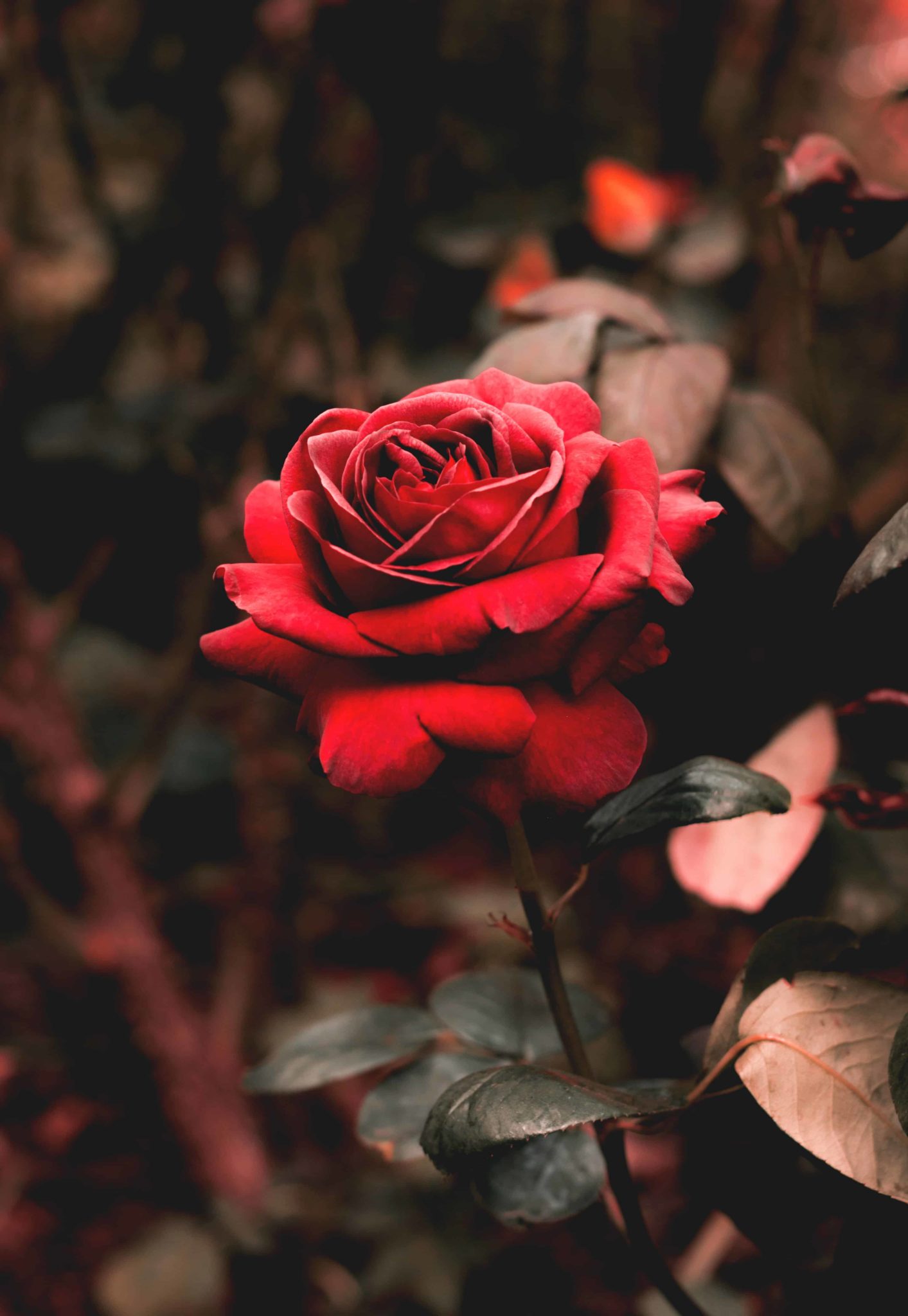 [50+] Rose DP for Whatsapp & Instagram (HD)