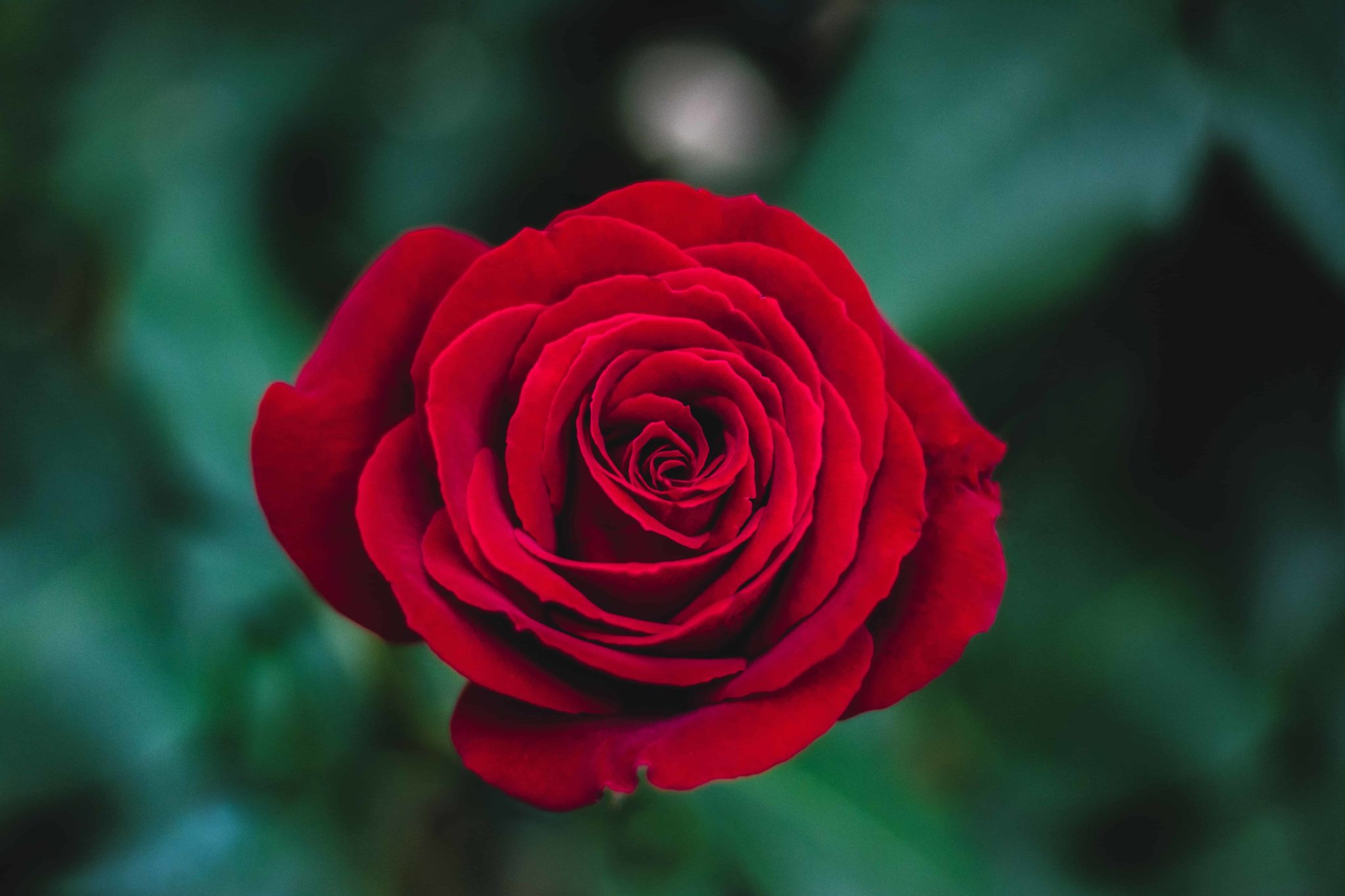 [50+] Rose DP for Whatsapp & Instagram (HD)