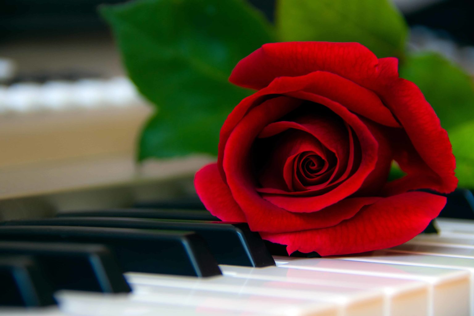 [50+] Rose DP for Whatsapp & Instagram (HD)