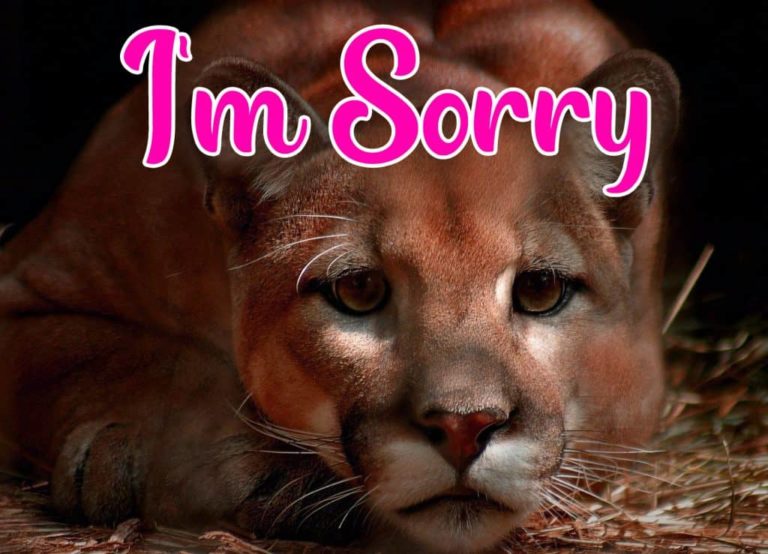 [100+] I Am Sorry Image, Pic, Photo & Picture (HD)