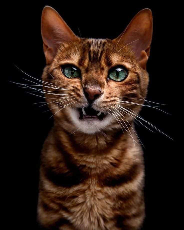  50 Cat DP For Whatsapp Instagram HD PhotosFile