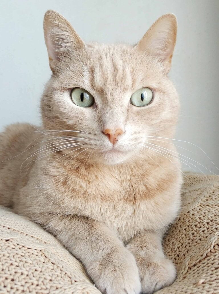[50+] Cat DP for Whatsapp & Instagram (HD) - PhotosFile