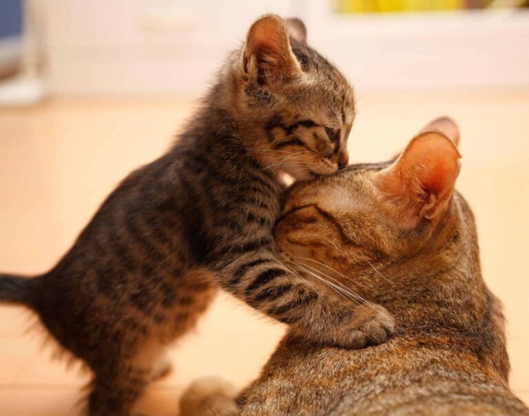 [50+] Cat DP for Whatsapp & Instagram (HD) - PhotosFile