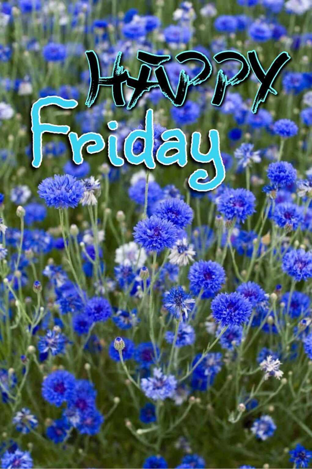 [90+] Happy Friday Images, Photos, Pics & Wallpaper (HD)