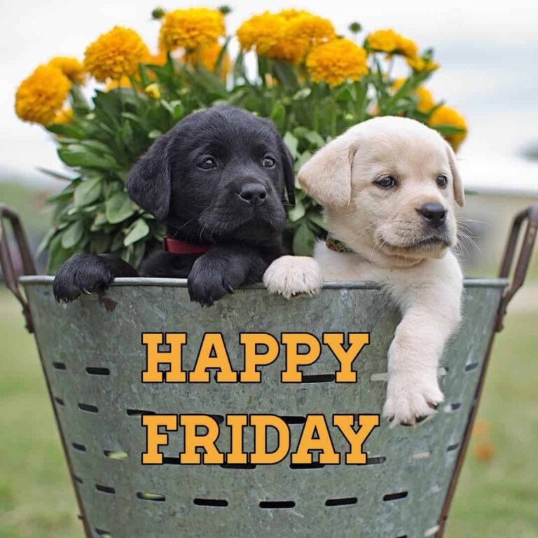 [90+] Happy Friday Images, Photos, Pics & Wallpaper (HD)